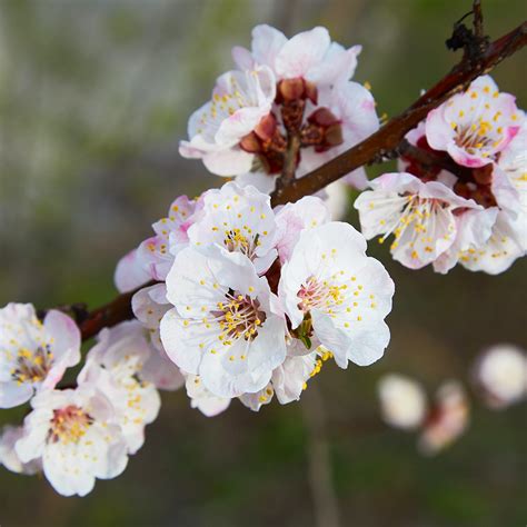 Apricot Blossom 「杏」 Kyorinrins Writing Dump