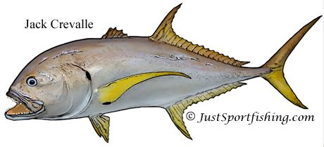 Esche Jack Crevalle