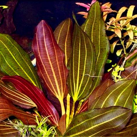 Echinodorus Barthii Toplant