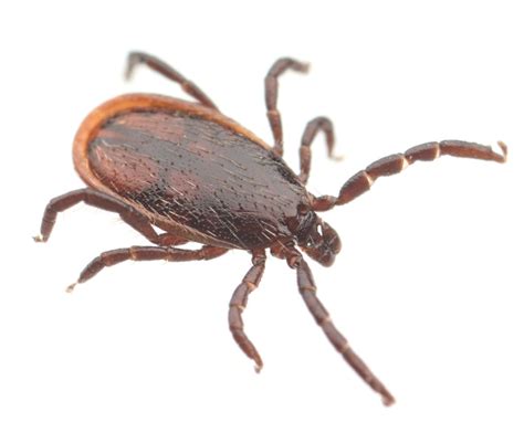 Western Black Legged Tick Ixodes Pacificus Pest Control California