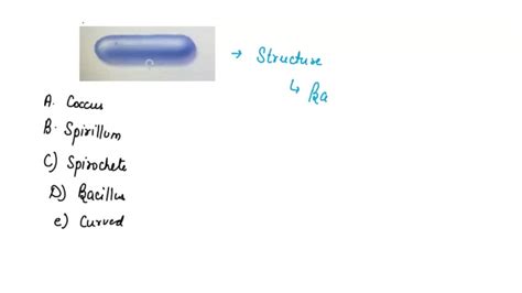 Solved What Morphology Is Represented In The Picture Choices