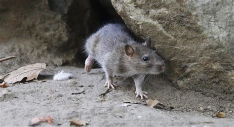 Rat Borne Leptospirosis Infection Kills One In Nyc