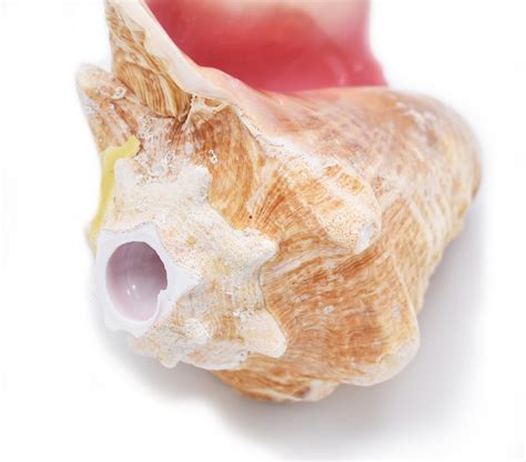 Genuine Bahama Pink Conch Shell Horn 7 8 Inches Seashell Trumpet For
