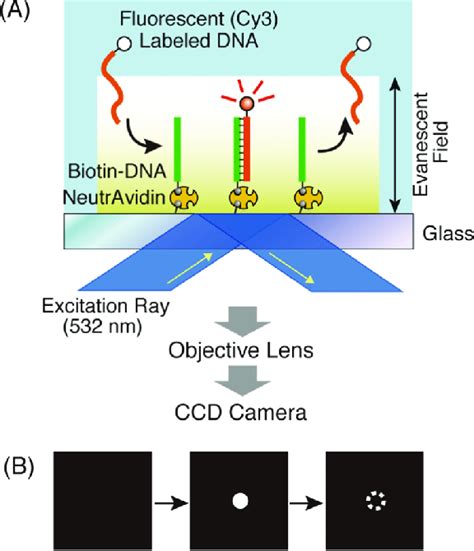 Schematic Illustration Of The Procedure For Single Molecule Detection