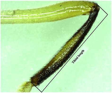 Measurement Of Hind Tibial Length In B Dorsalis Download Scientific