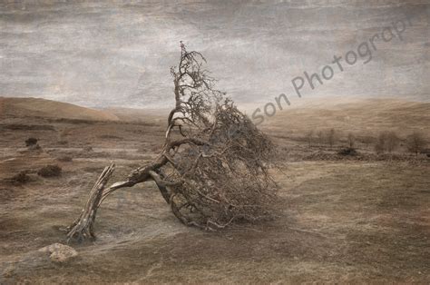 A Panel Anna Stevenson Photography