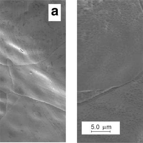 Sem Micrograph Of A Ni Foam Obtained At A Magnification Of 200×