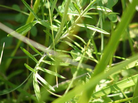 Days On The Claise Sorting Out The Scabious
