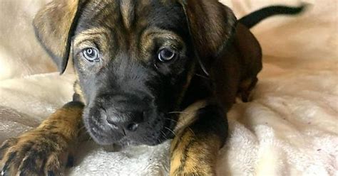 Thorn Album On Imgur