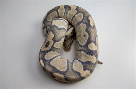 Ball Pythons Are Venomous Get Your Facts Checked With This Article