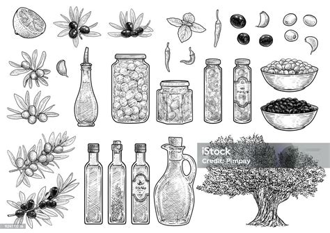 올리브 컬렉션 일러스트 레이 션 드로잉 판화 잉크 라인 아트 벡터 올리브에 대한 스톡 벡터 아트 및 기타 이미지 올리브 식용유 스케치 Istock