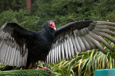 Turkey Vulture Wingspan Time For The Turkey Vultures