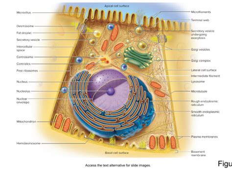 H Anatomy Ch 3 Cellular Form And Function Quizlet Flashcards Quizlet