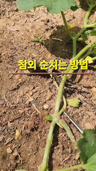 참외 순치기 곁순제거 했습니다 참외 텃밭작물 곁순제거 순지르기 Youtube