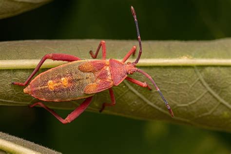 Premium Photo Leaffooted Bug Nymph