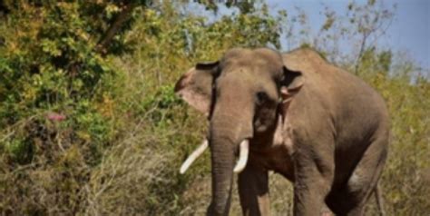 Tn Ai Based Warning System Installed To Monitor Movement Of Wild