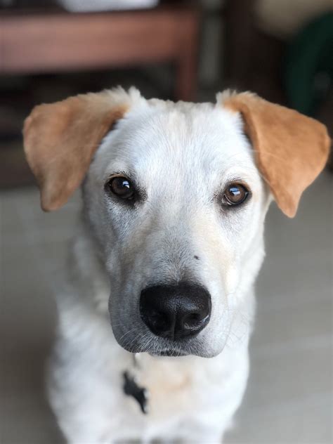 Kiley Mcdaniel Chat 52218 Fangraphs Baseball