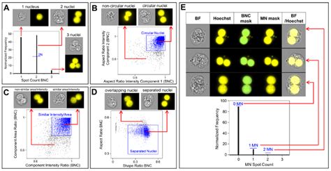 An Automated Method To Perform The In Vitro Micronucleus Assay Using Multispectral Imaging Flow
