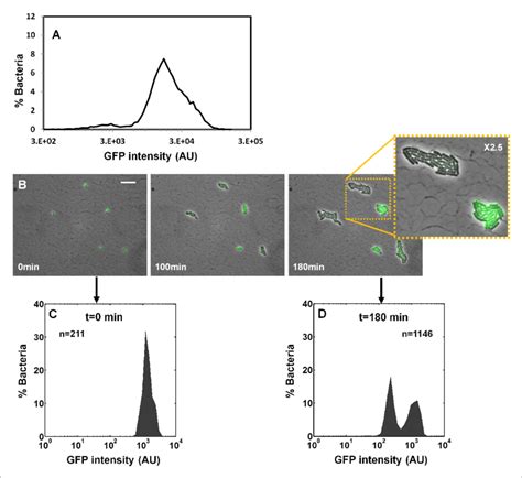 Ler Expression Is Unimodal During Activation But Becomes Bimodal When