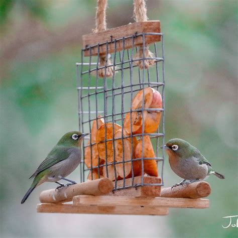 Unique Handmade Fruit Feeder For Garden Birds