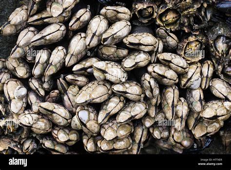 Goose Barnacle Lepas Anserifera Group Olympic Peninsula Washington