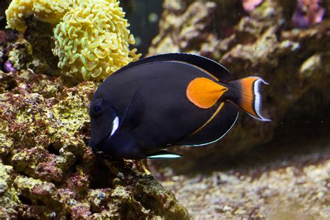 Achilles Tang Acanthurus Achilles Complete Care Guide Reeflings
