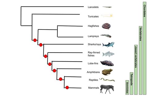 Chapter 19 Bio120 Diagram Quizlet
