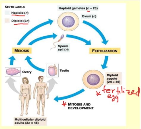 Chapter 8b Meiosis Flashcards Quizlet