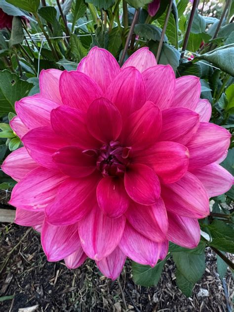 Grenadier Collector Cottage