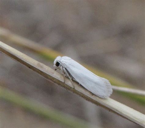 Project Noah Fun Fact The Yucca Moth National Moth Week