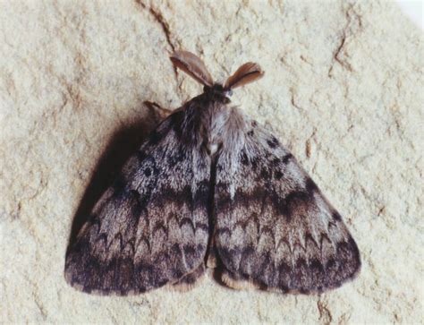 Gypsy Moth Male Ukmoths