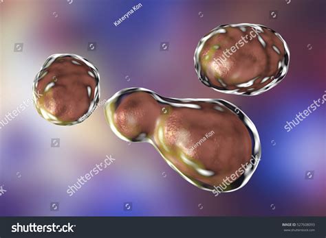 Pathogenic Yeast Fungus Cryptococcus Neoformans Which Stock