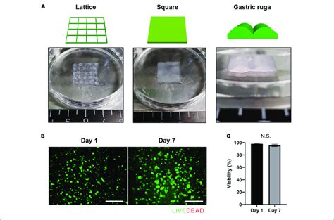 application of g decm bioink to 3d cell printing of a variety of