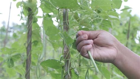 20 Chickpea Tree Stock Videos And Royalty Free Footage Istock