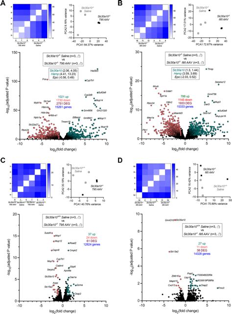 Aav Mediated Hepatic Expression Of Slc30a10 And The Thr95ile Variant