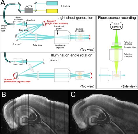 Light Sheet Microscope Lsfm Setup And Shadow Suppression A Beam