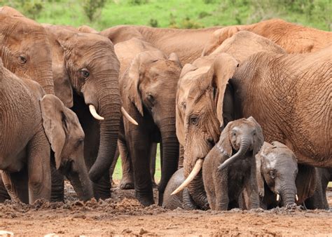 Understanding Elephant Memory Exploring Their Extraordinary