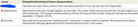 Bio Ch 27 Protists Flashcards Quizlet