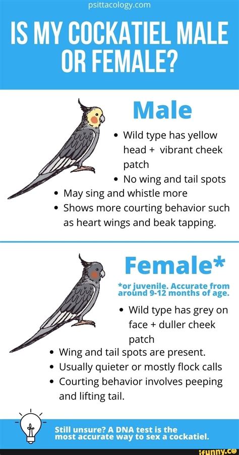 Psittacology Memes Best Collection Of Funny Psittacology Pictures On