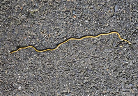 Should You Kill Hammerhead Flatworms