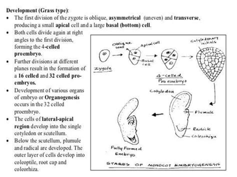 Plant Embryo Development Pptx Infertility Reproductive Health