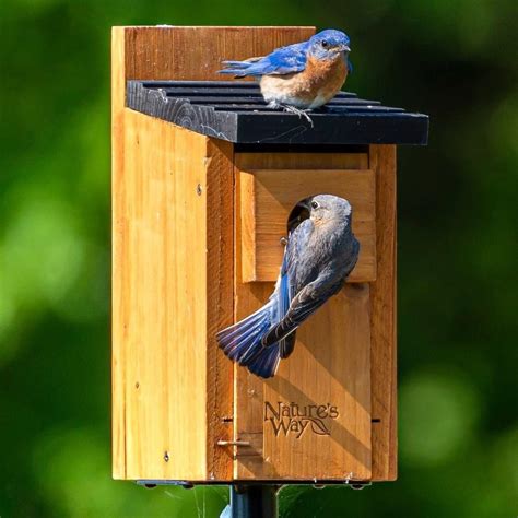Eastern Bluebird Nest Box
