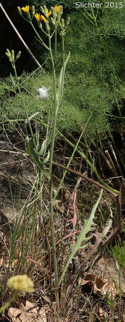 Gray Hawksbeard Intermediate Hawksbeard Limestone Hawksbeard Crepis