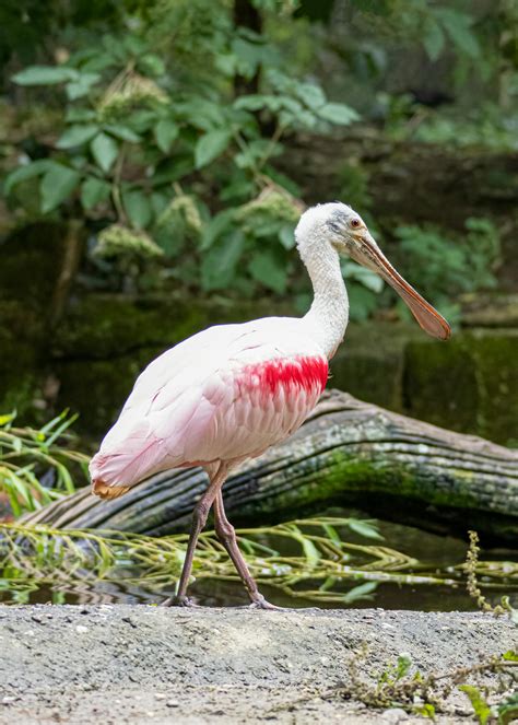 Roseate Spoonbill Photos Download The Best Free Roseate Spoonbill