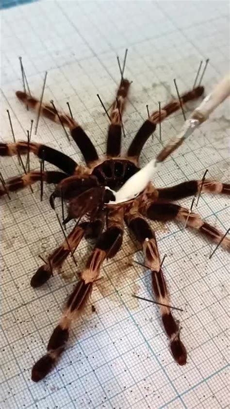 Mounting The Carapace Of A Spider Album On Imgur