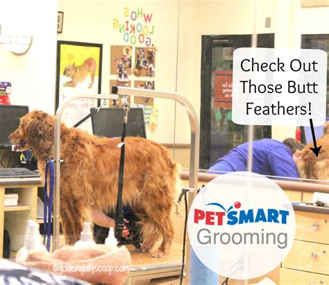 Petsmart Grooming Survey Thought On Petsmart Grooming Rcorgi