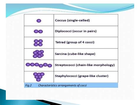 Bacterial Cell Structure And Morphology Pdf
