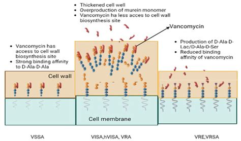 The Development Of Acquired Resistance Vancomycin Resistant S Aureus Download Scientific