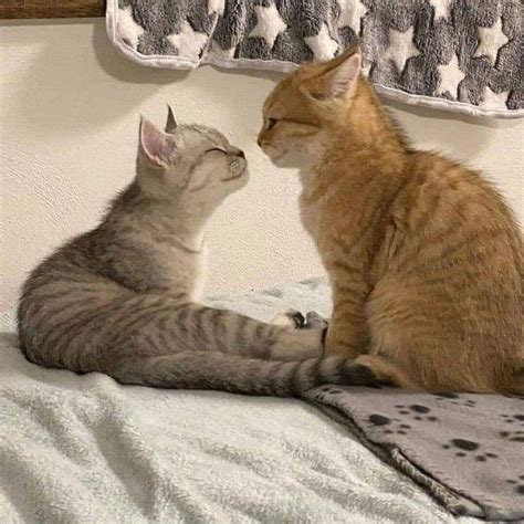 котики смешные картинки и другие приколы комиксы гиф анимация видео лучший