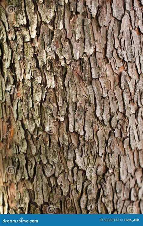 Bark Of Arbutus Unedo Stock Image Image Of Evergreen 50038733